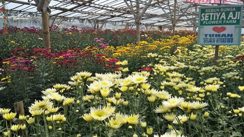 Wisata dan Budidaya Bunga Krisan di Setya Aji Flower Farm